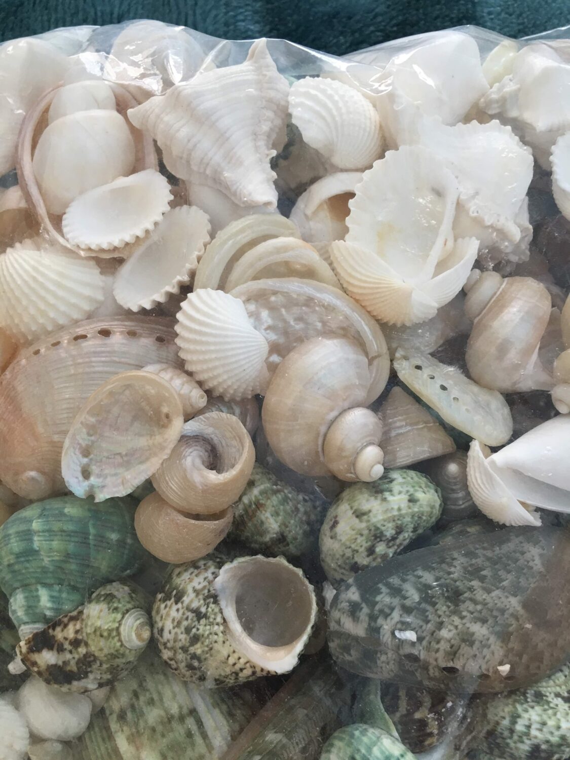 At the Markets - We Sell Sea Shells Australia