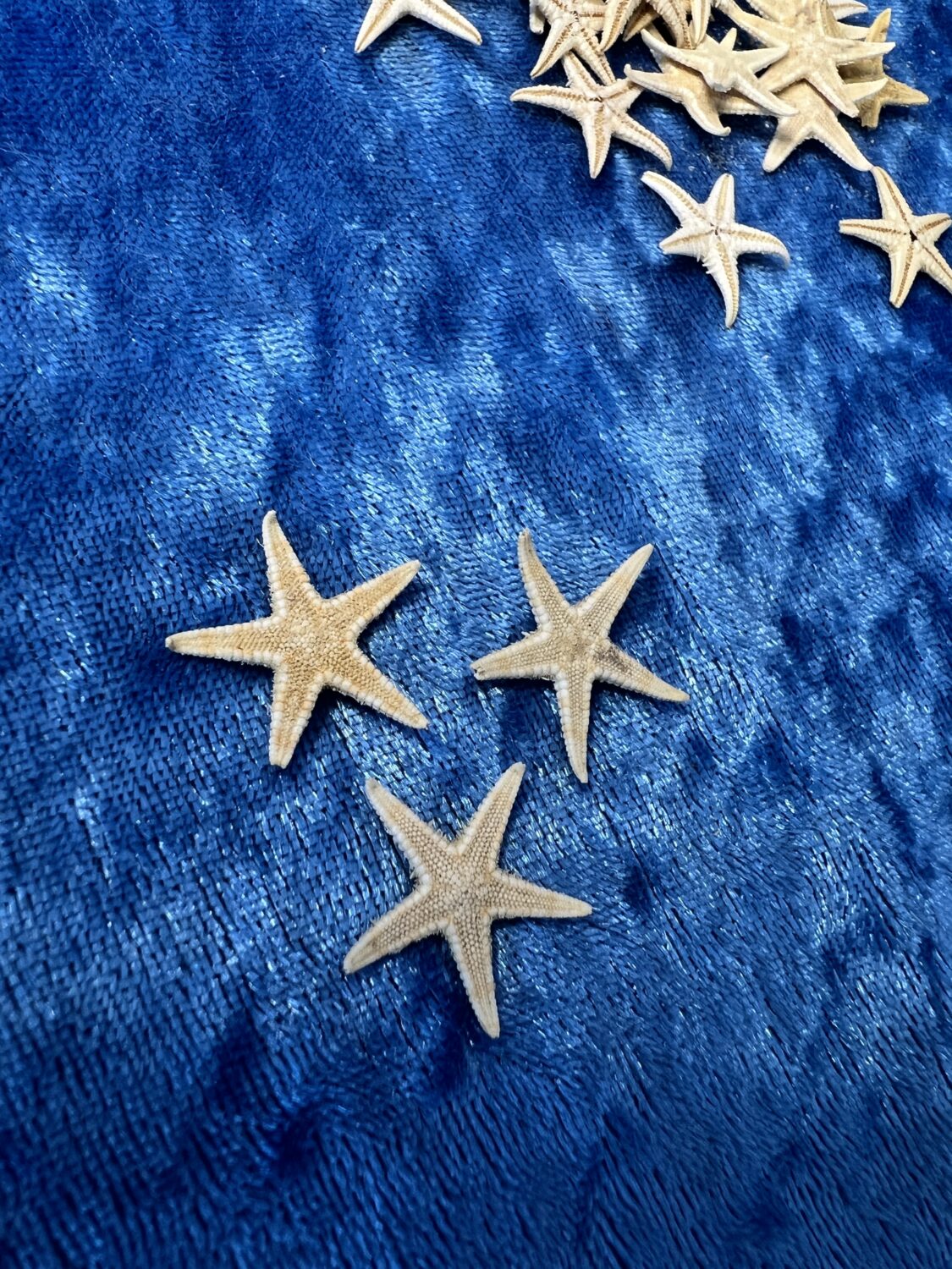 Shop – We Sell Sea Shells Australia