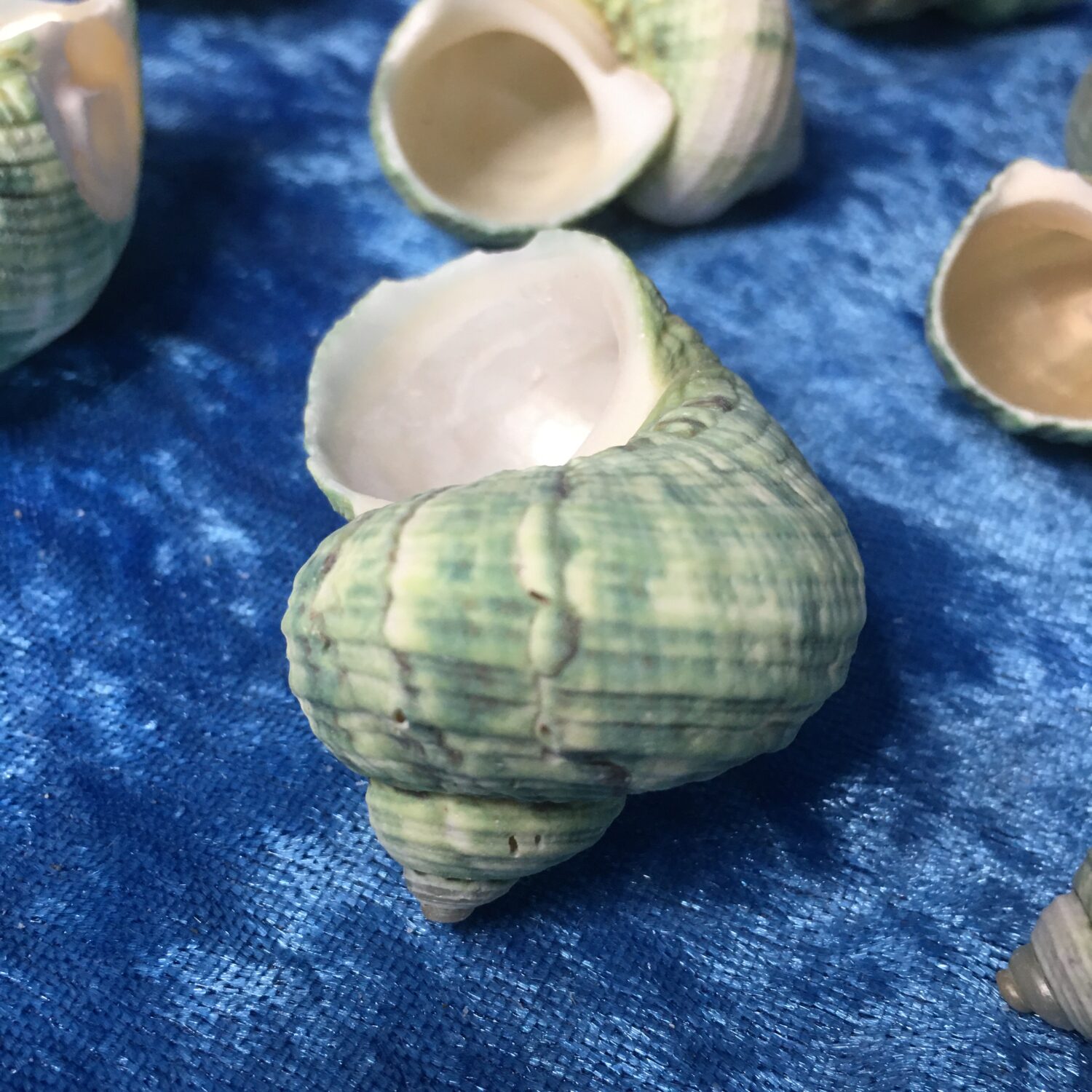 Styleguide - We Sell Sea Shells Australia